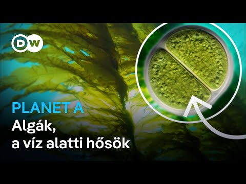 Mitől olyan jó az alga, és miért kéne többet termeszteni? Itt a tengeri klímamegoldás? | Planet A