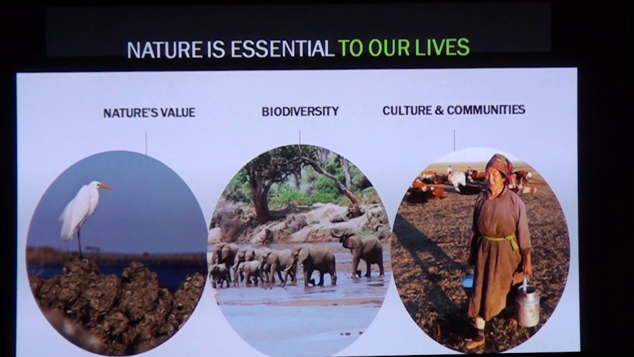 Bringing the Power of Nature to Cities | Julie Rosenfeld | The Nature ...