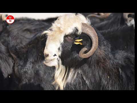 Keçi Irkları Tanıtım / 1- Honamlı Keçisi / OAÇ TV