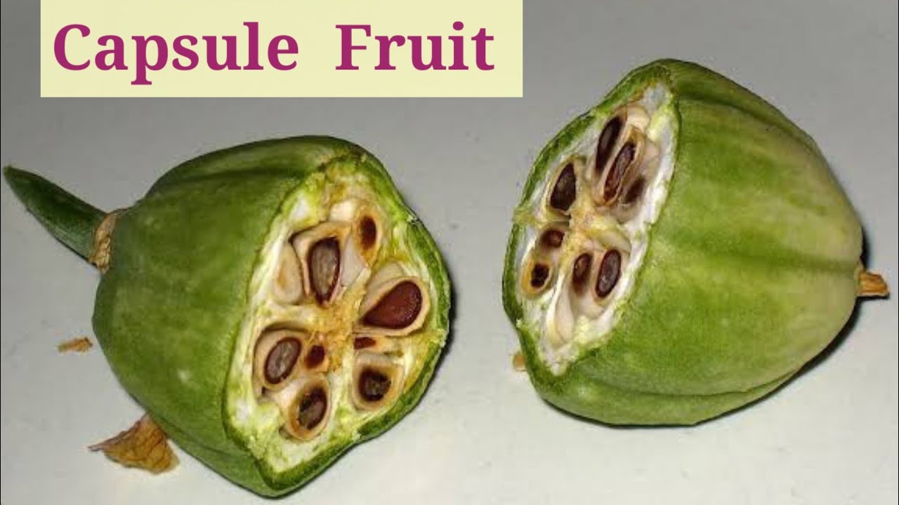 Capsule Fruit / Dehiscent Fruit (Lecture 15) In Hindi/Urdu. - YouTube
