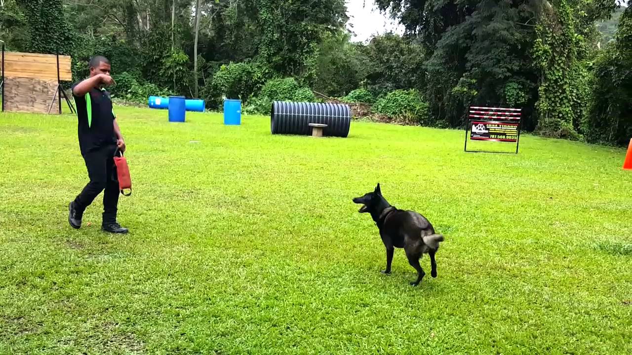 Janicus Des Champs Another Level Dog Training - YouTube