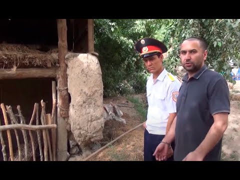 “ДАҲМАРДАРО ҚАТӢ ЗАНАШ КУШТЕМ. БАРОИ 5 ХАЛТА ПИСТАЮ 232 БУЗУ ГӮСФАНД...”