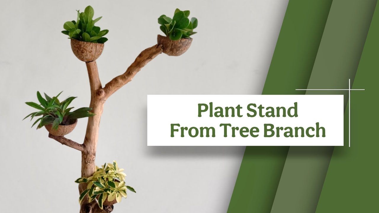 DIY Plant Stand from Tree Branches | Budget-Friendly & Easy - YouTube