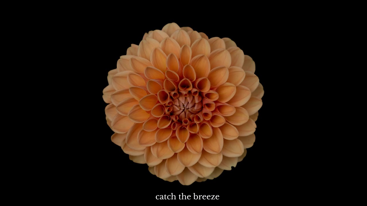 Deep Sea Peach Tree - Strawberry Milk - YouTube