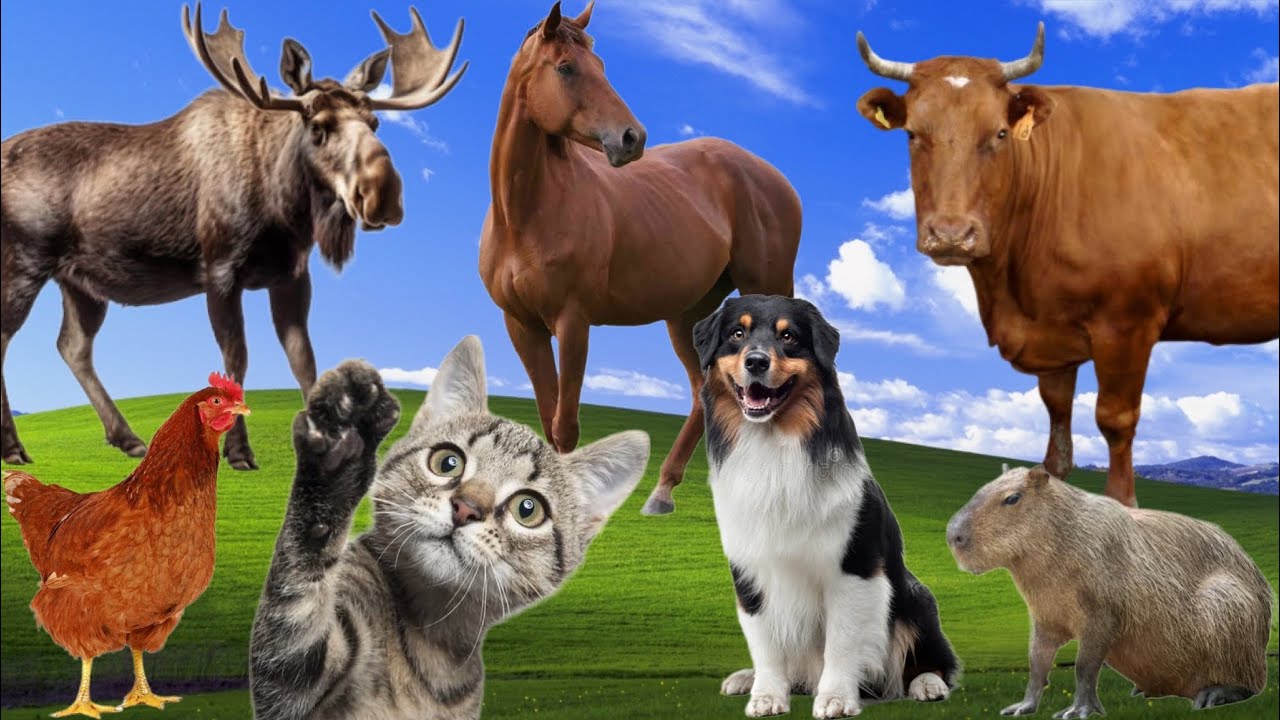 Funny farm animals sounds: Cat, Dog, Elephant, Horse, Elk, Capybara ...