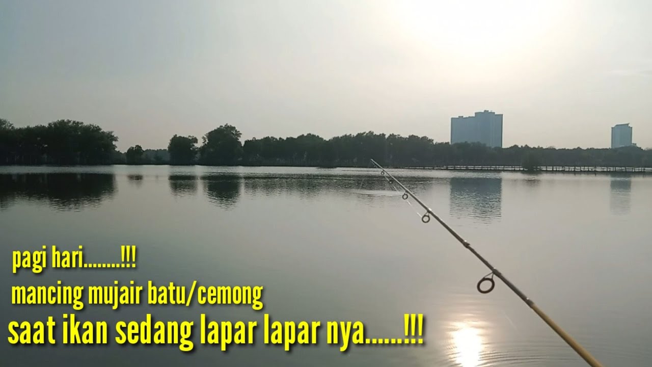 pagi hari......!!! mancing mujair batu/cemong saat ikan sedang lapar ...