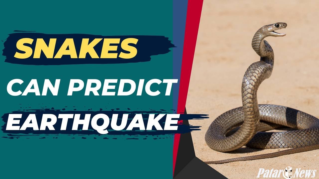 Snakes Can Predict Earthquakes - Patar News Facts - YouTube