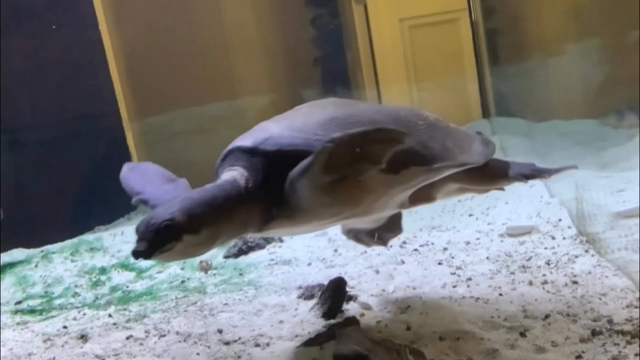 Roblox Sharkbite but, the shark is my turtle - YouTube
