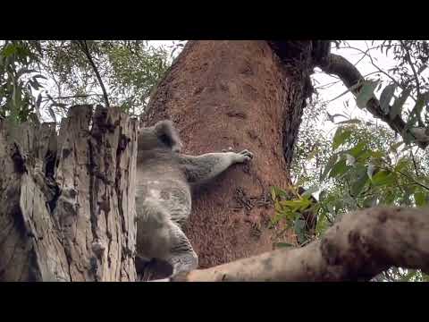Koala Breeding Sounds 🐨 - YouTube