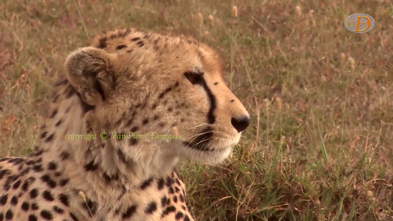 La chasse du guépard - YouTube