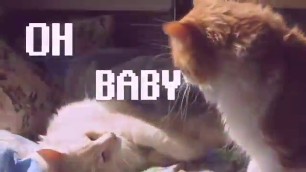 MLG Cats (Best Cat Video Of 2016 xDDDDDDDDDDDDDD) - YouTube