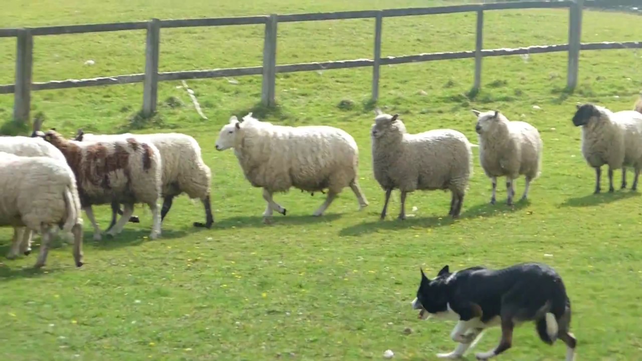 Ireland- sheepdog training - YouTube