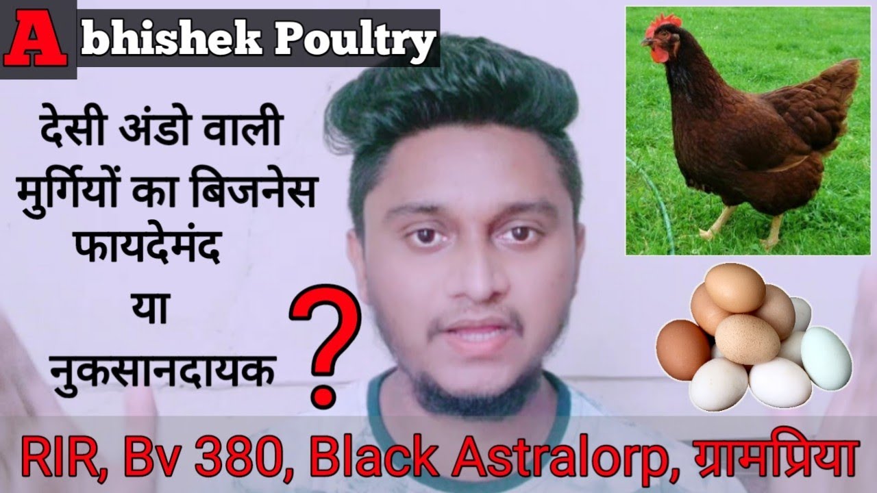 62, bv 380 chicken, rir murgi farm, black australorp chickens ...