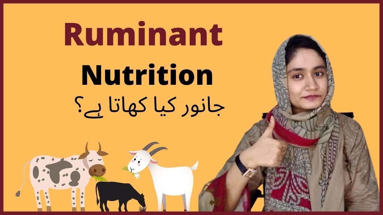 Ruminant Nutrition | Basic requirement of animal in diet | Livestock ...