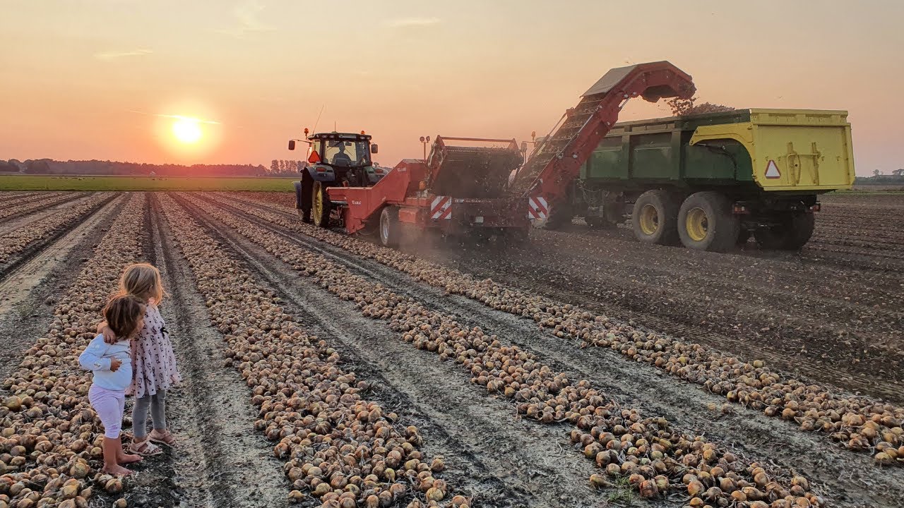 Loading onions on Van Andel Farm September 2020 - YouTube