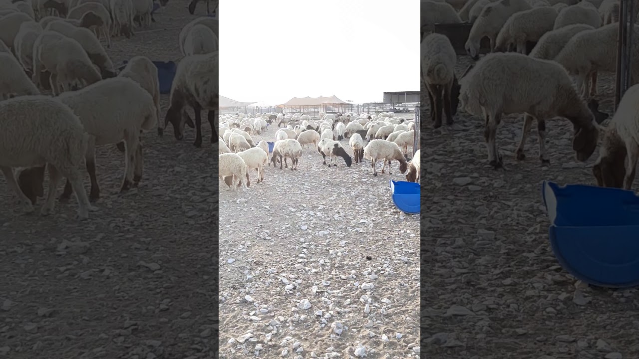 Goat form in qatar - YouTube