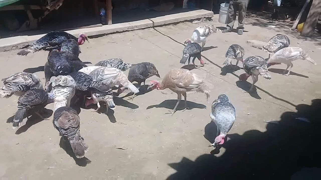 Criadero de Guajolotes en Xonocuatla Puebla - YouTube