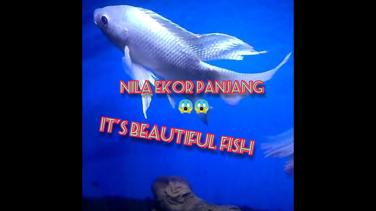 Beautiful Ikan NILA SLAYER‼️ Animal Action - YouTube