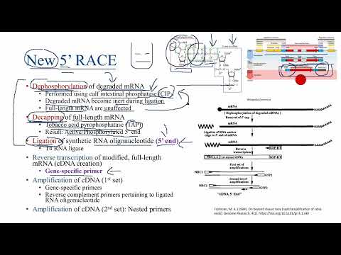 New Rapid Amplification of cDNA Ends (5', 3' RACE) - YouTube