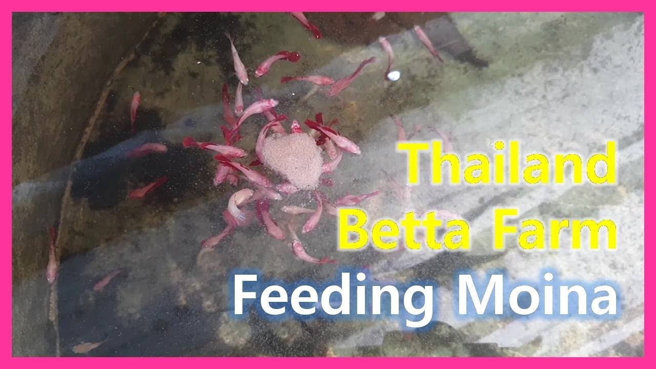 Thailand Betta farm Feeding /태국 베타농장 모이나 피딩 - YouTube