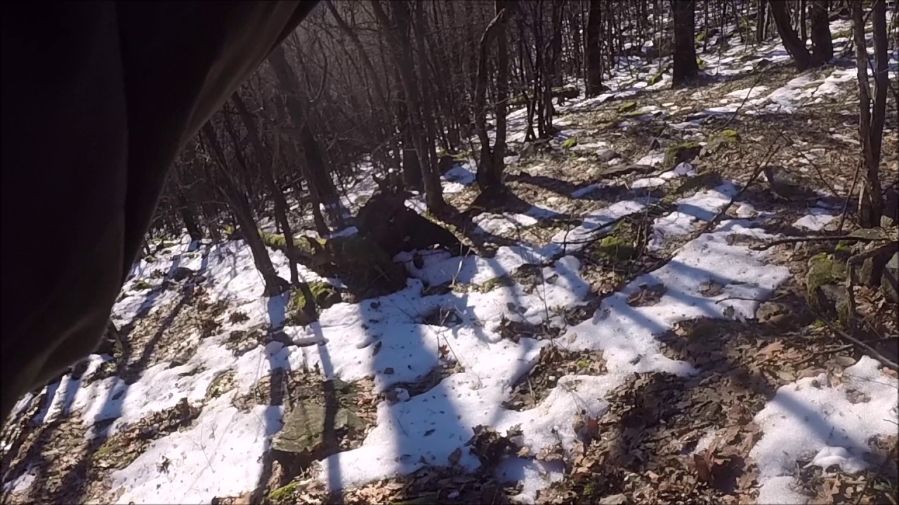 Wild boar hunting in Bulgaria - YouTube