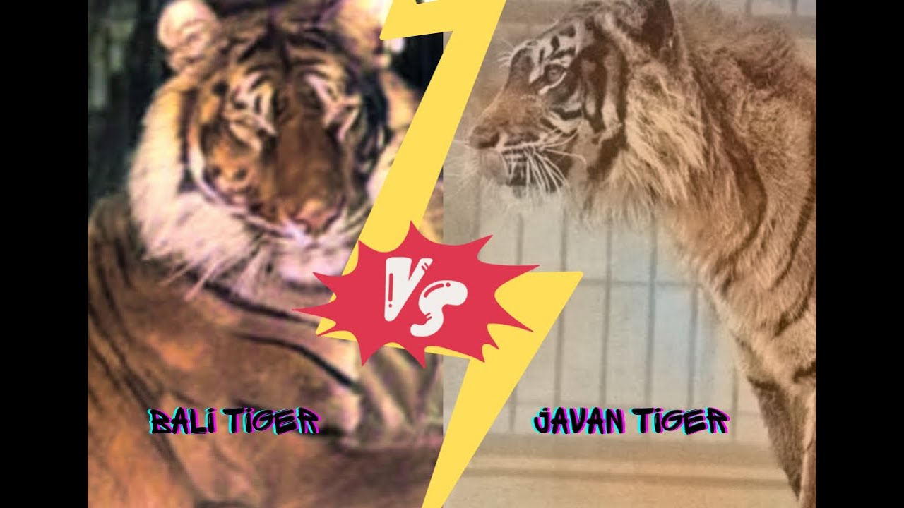 Balinese Tiger VS. Javan Tiger: Who would win a Sunda Tiger Battle ...