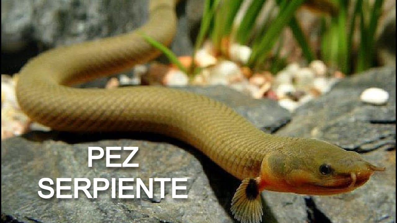 ¿Cómo cuidar a un pez así? Pez serpiente Africano - YouTube