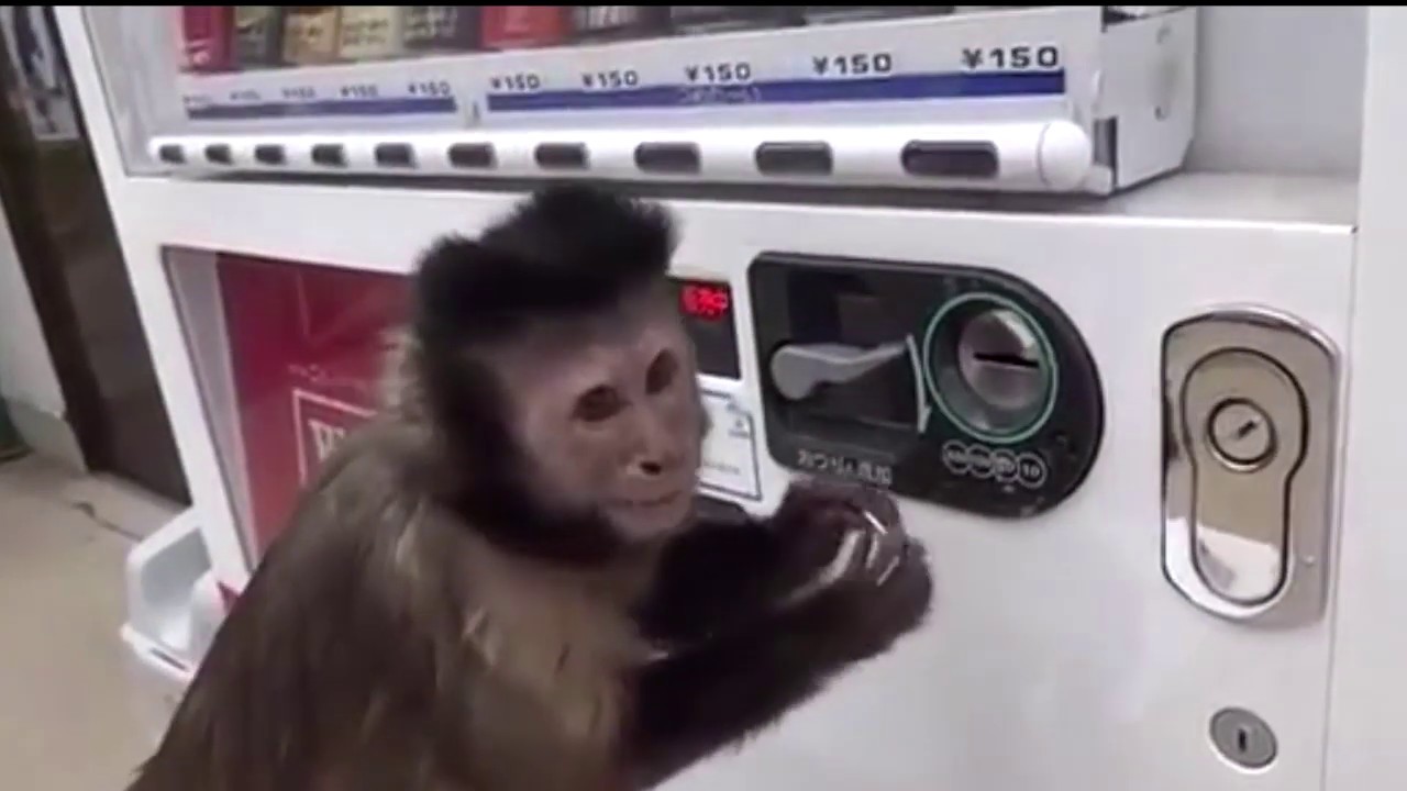 Monkey Monday - YouTube