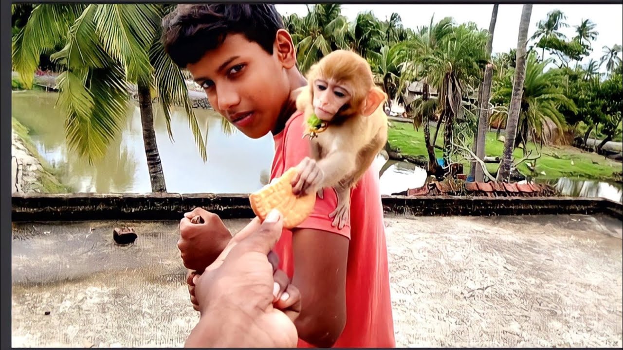 MONKEY PLAYING WITH ME! BABY MONKEY! CUTE MONKEY! MONKEY FUNNY VIDEO ...
