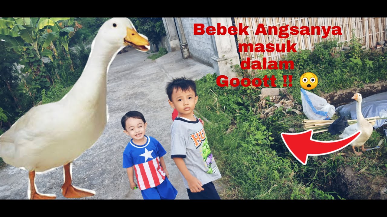 Drama mengejar BEBEK ANGSA sampai masuk kedalam Gooott !!! - YouTube