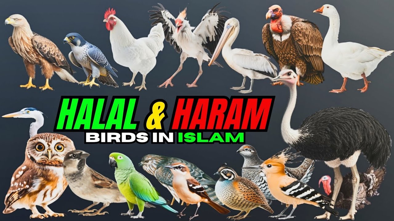 Halal and Haram Birds in Islam 🚫 - YouTube