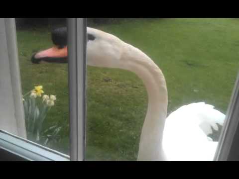 Swan attacking a cat - YouTube