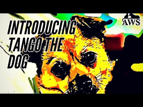 Introducing Tango the dog. #chihuahua #tangothedog - YouTube