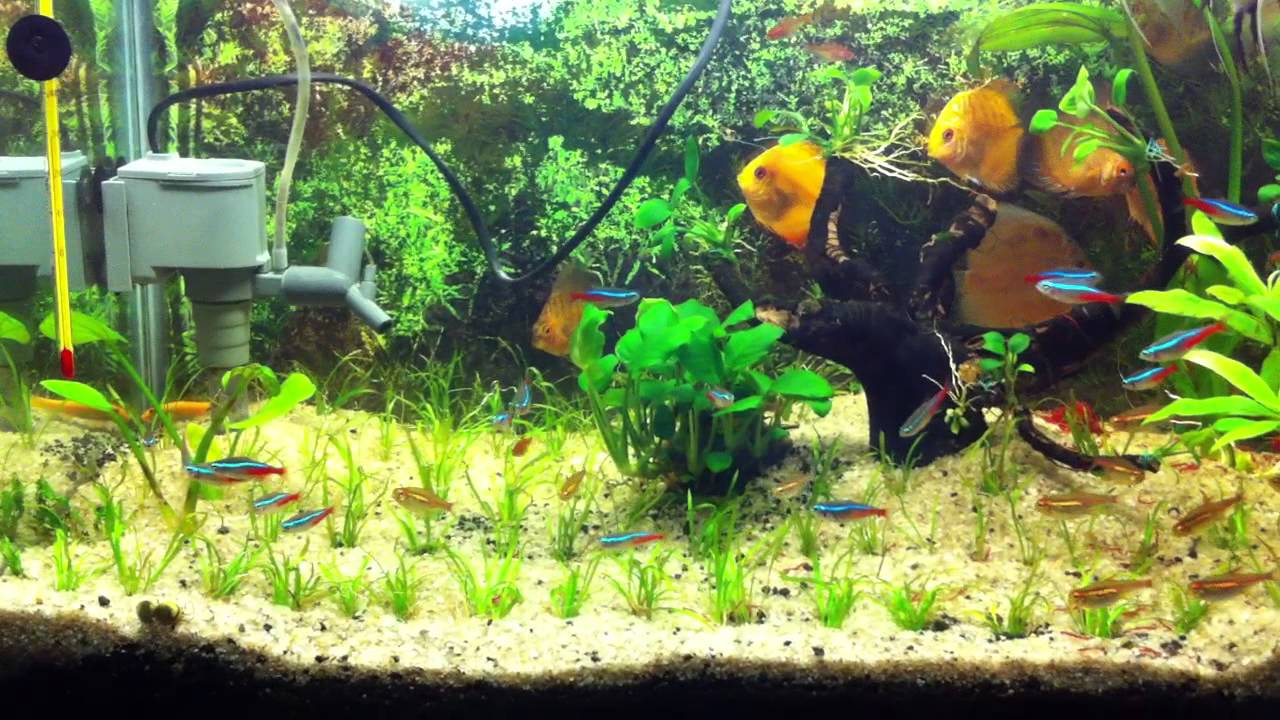 Discus In Community Tank - YouTube