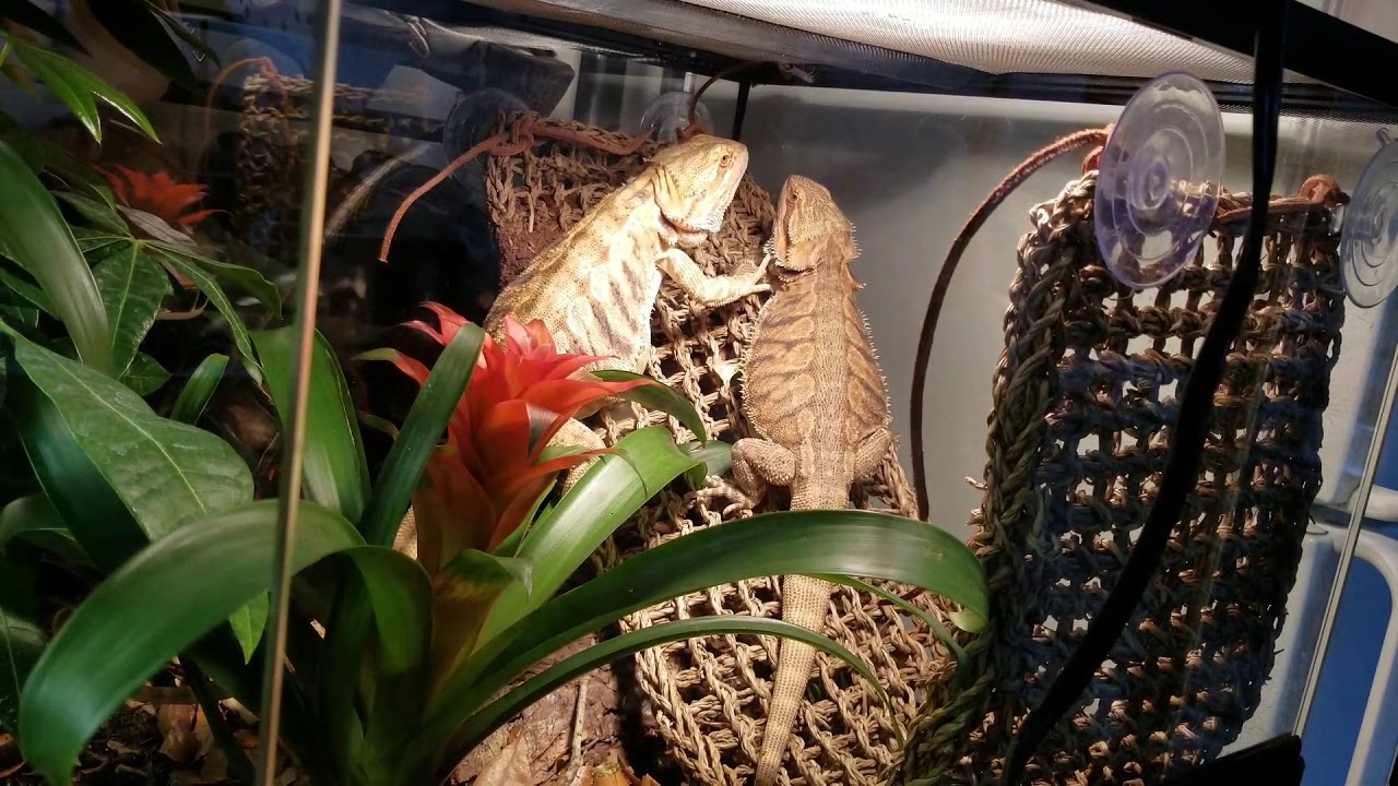 Bearded dragons in bioactive setup from The Bio Dude - YouTube