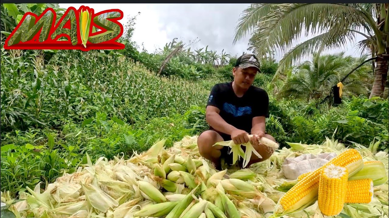 Jackpot sa mais si Tiyo ang lawak nakiharvest ng mais sa kapated ni ...