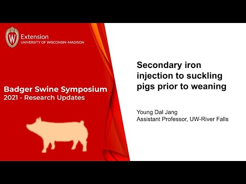 Secondary iron injection to suckling pigs prior to weaning - YouTube