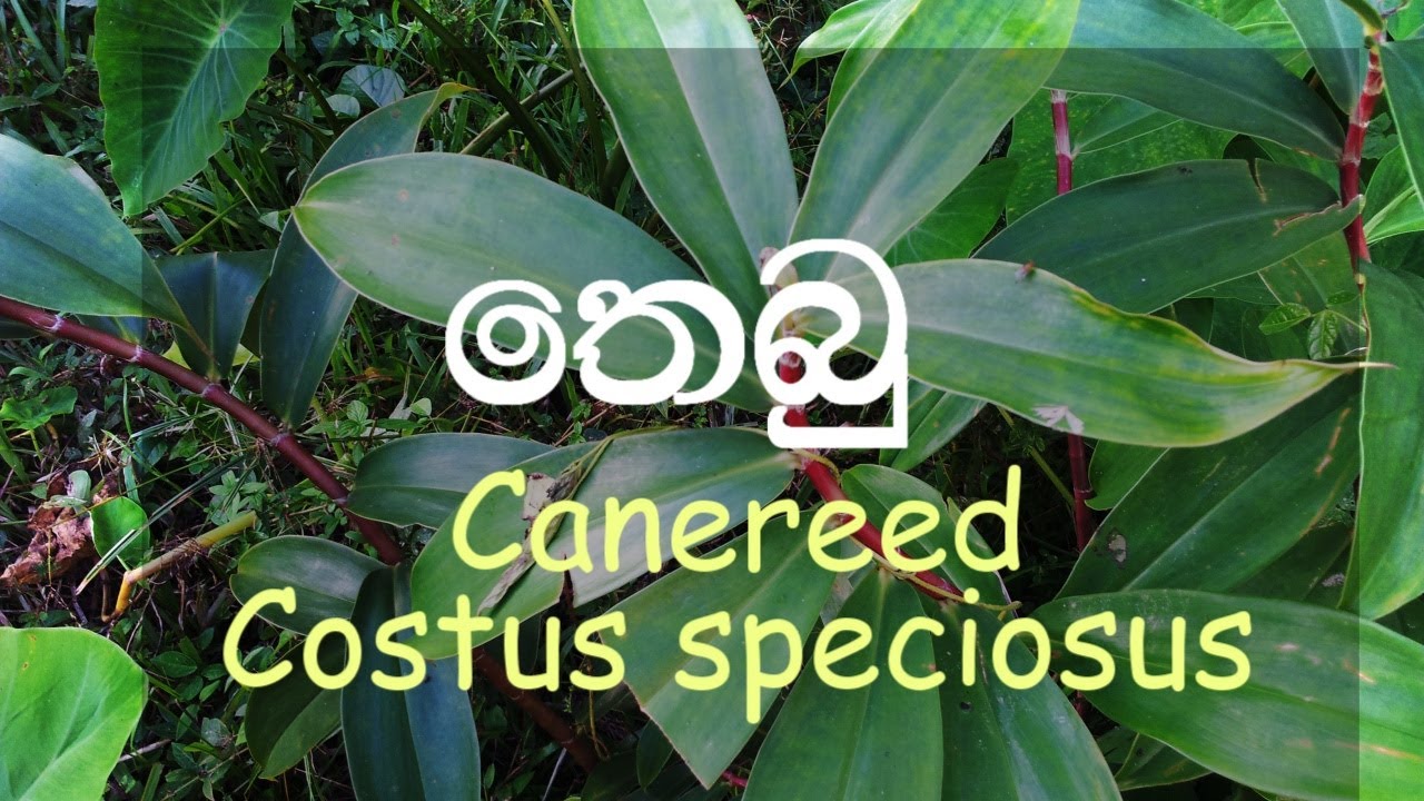 Thebu / Thepu / Koltan - Canereed - Costus speciosus - Ayurvedic plants ...