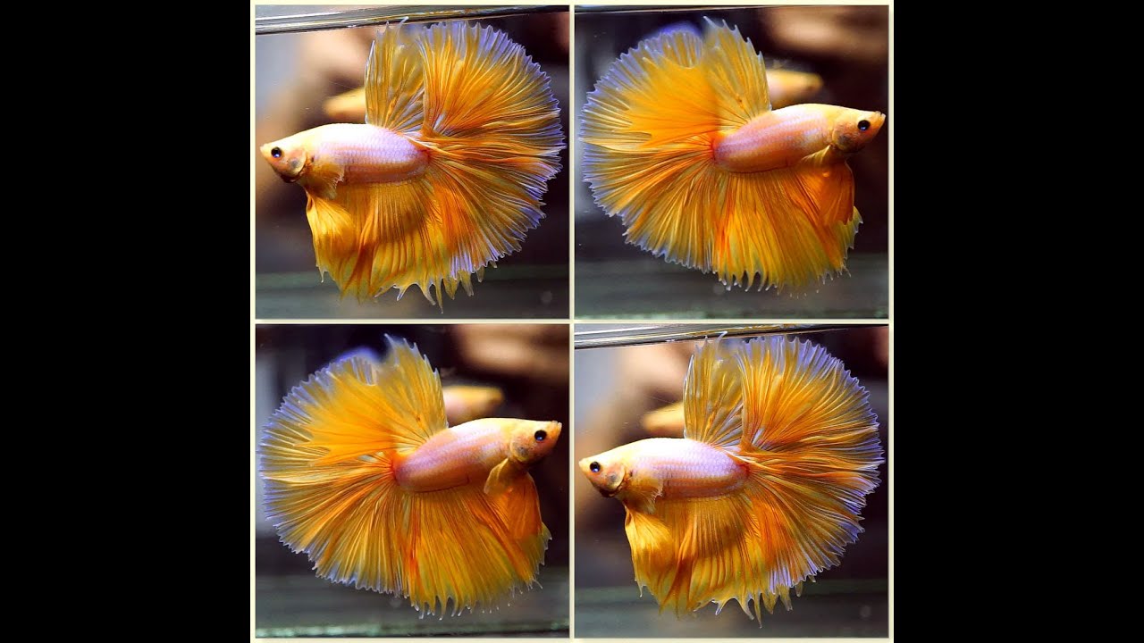 Betta Fish SUPER YELLOW DRAGON Halfmoon HM Male T413 - YouTube
