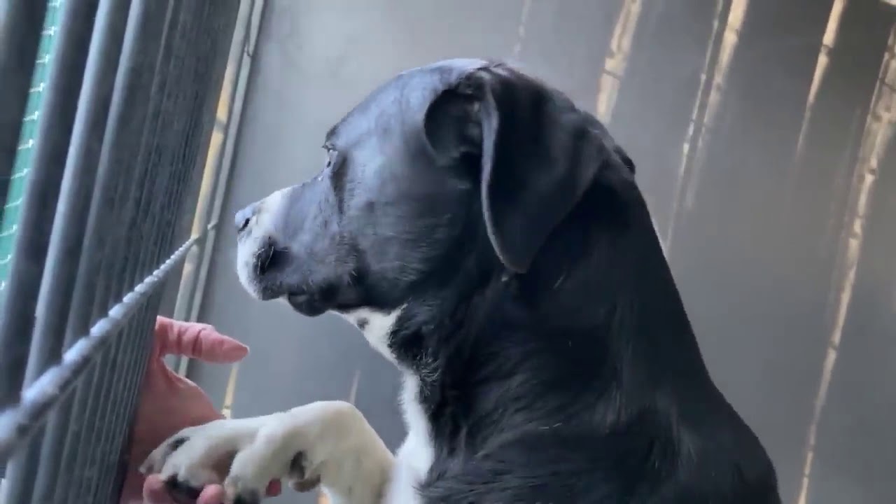 Video of adoptable pet named Kenny - YouTube