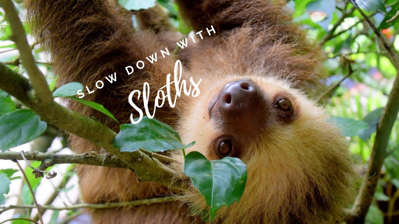Slow down with sloths - YouTube