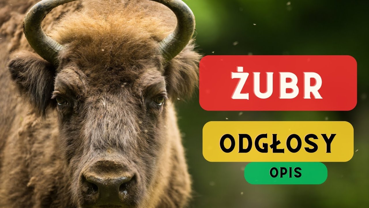 Żubr odgłosy + opis 🦬Jak robi żubr? Jak wygląda żubr? - YouTube