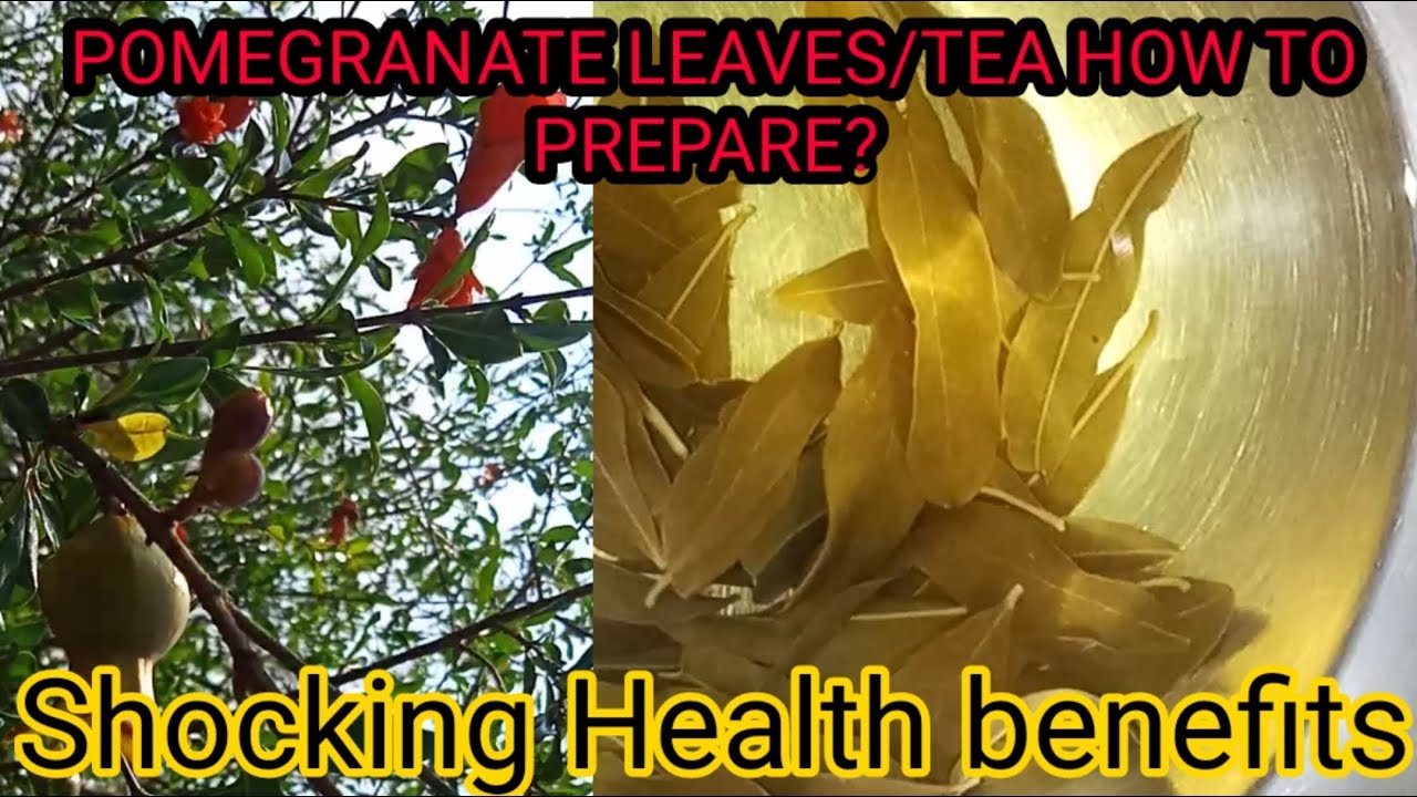 Health Benefits of Pomegranate Leaves and Tea/Village life & Food - YouTube
