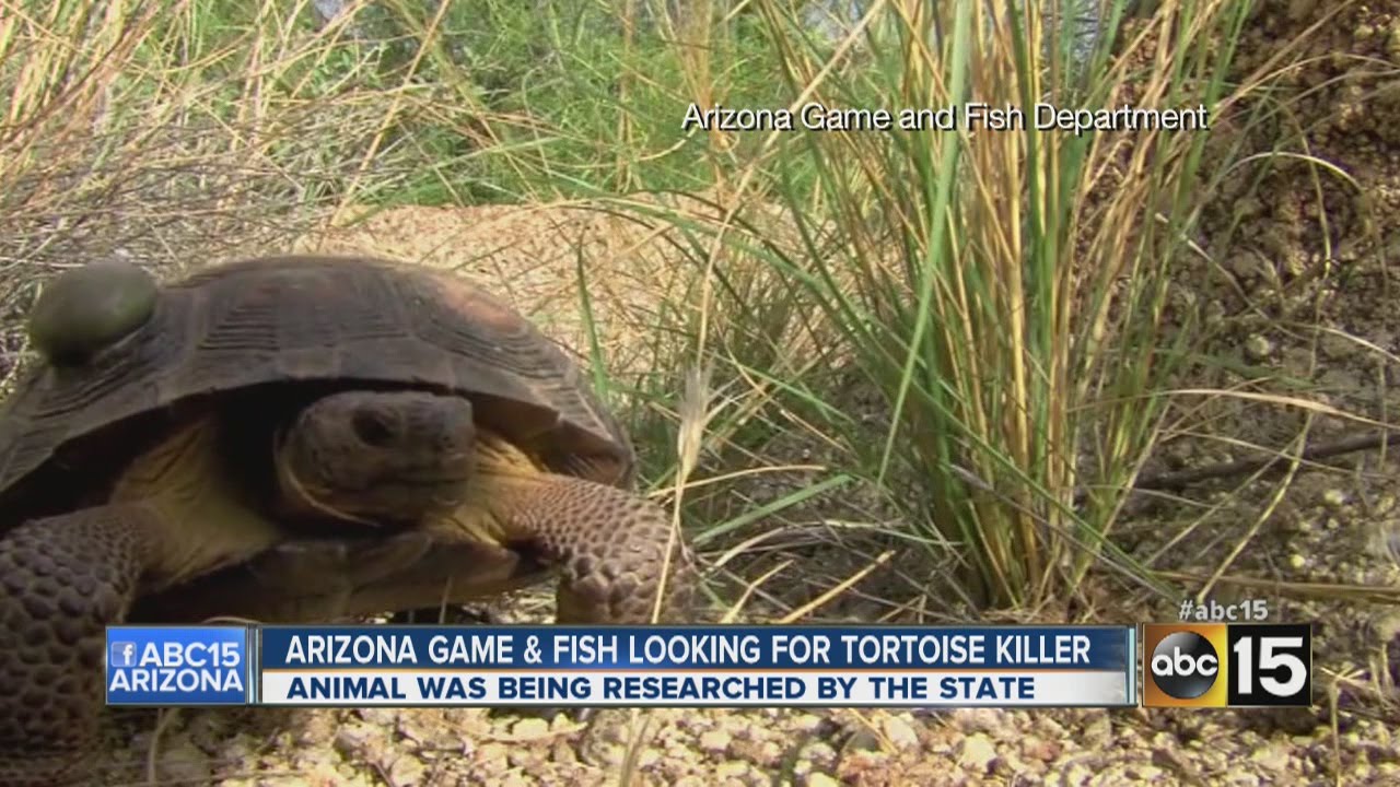 Arizona Game and Fish looking for tortoise killer - YouTube