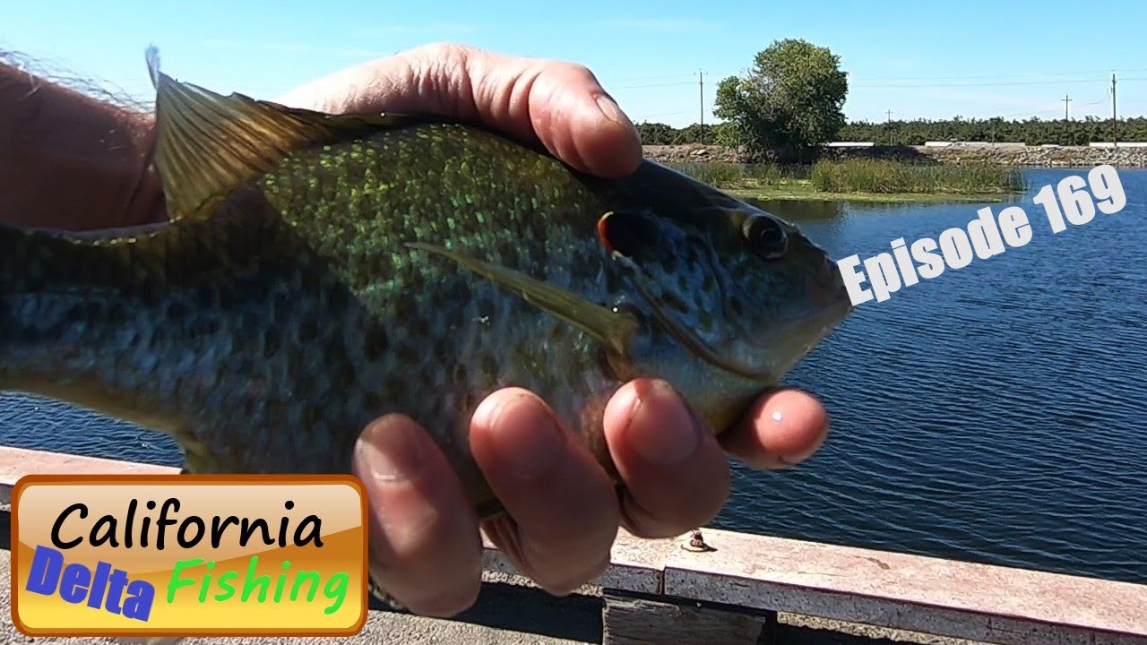 Solo Red Ear & Bluegill Fishing in the California Delta! - YouTube