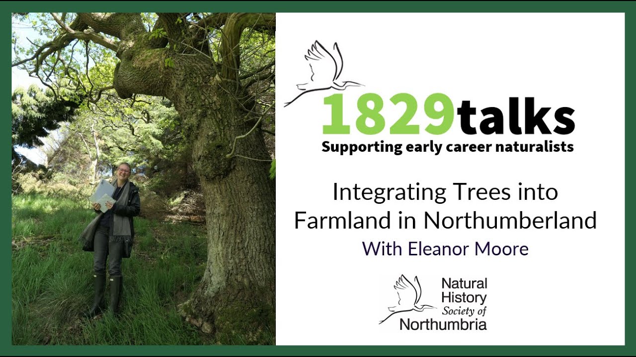 Integrating trees into farmland in Northumberland - YouTube