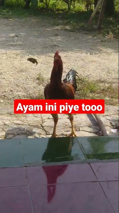 ayam iki piye too - YouTube