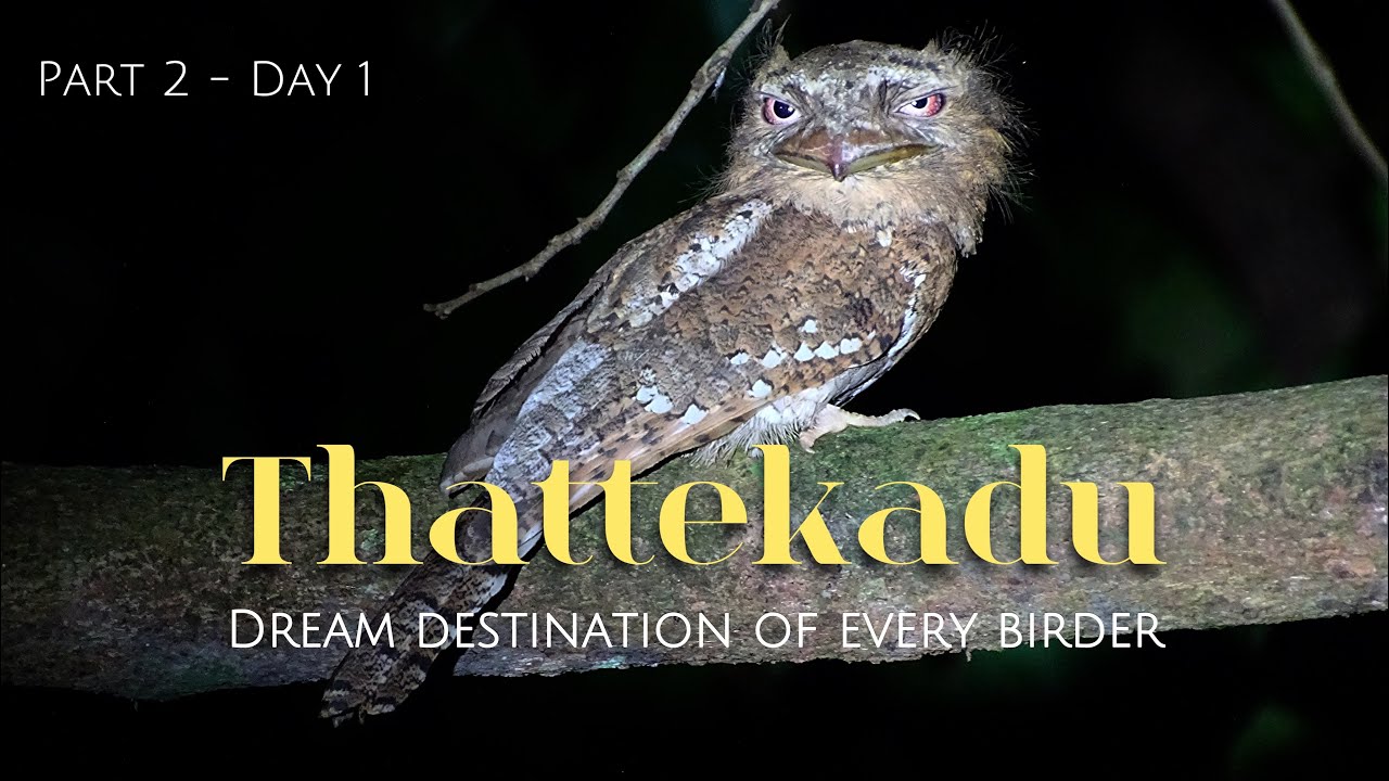 Thattekad - Part 2 | Dream destination of every birder in Kerala | Day ...
