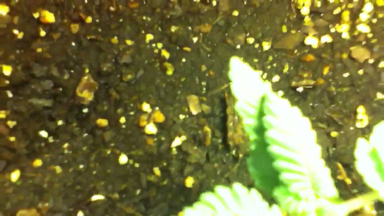 Weed plant 3 Weeks - YouTube