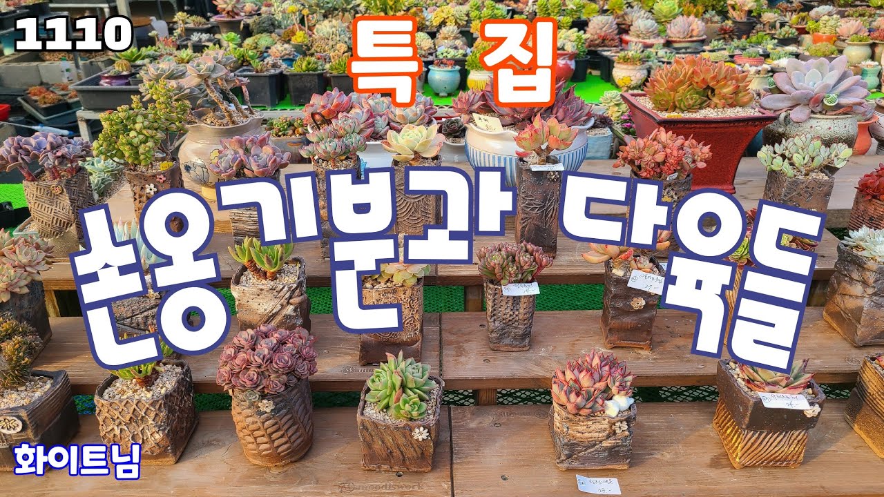 231110화이트님 손옹기분 러블리로즈 수연 골드젤리 핑크드래곤 샐러드볼철화 아보카도크림 화이트그리니 엘크혼금철화 카시오적금 먼로 로라 쉘부르 아르제 파키포리아 다육